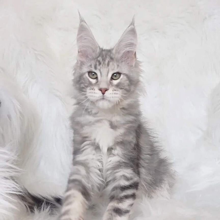 Мейн кун котенок Уитни