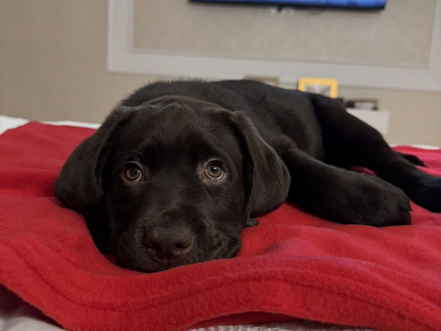 Щенки лабрадора шоколадные