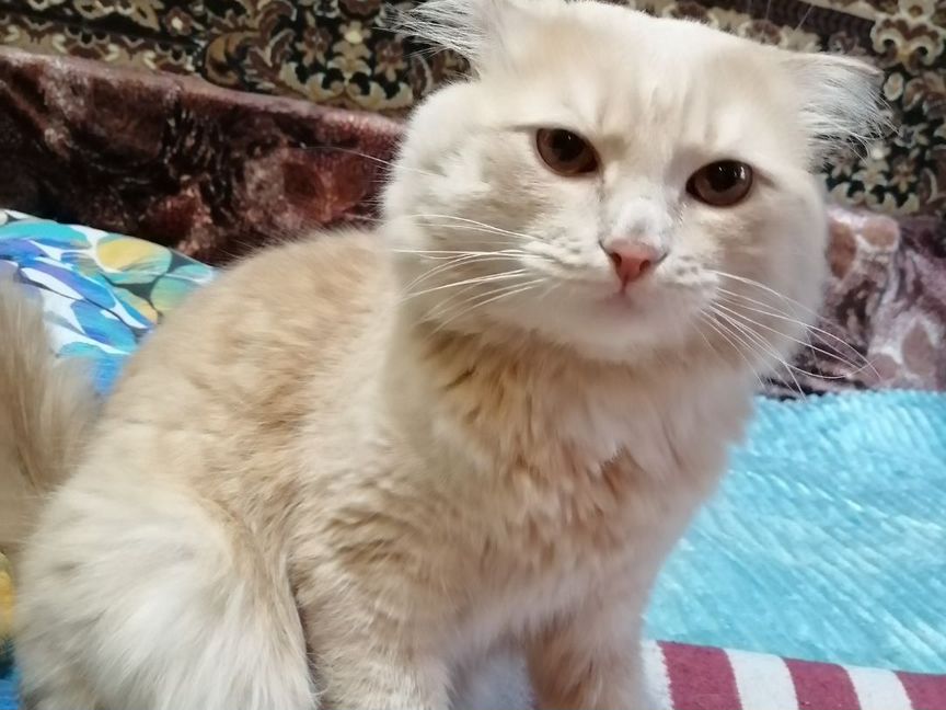 Кот вислоушка