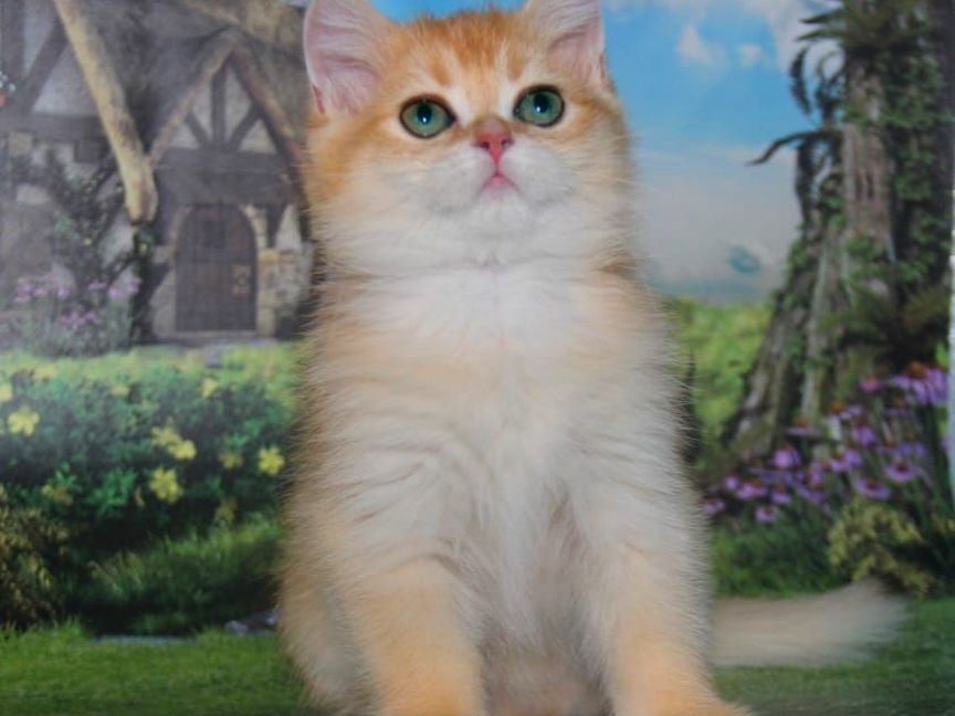 Шотландский котёнок