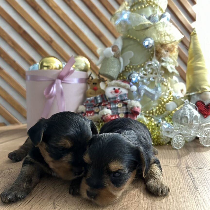 Йоркширский терьер щенки