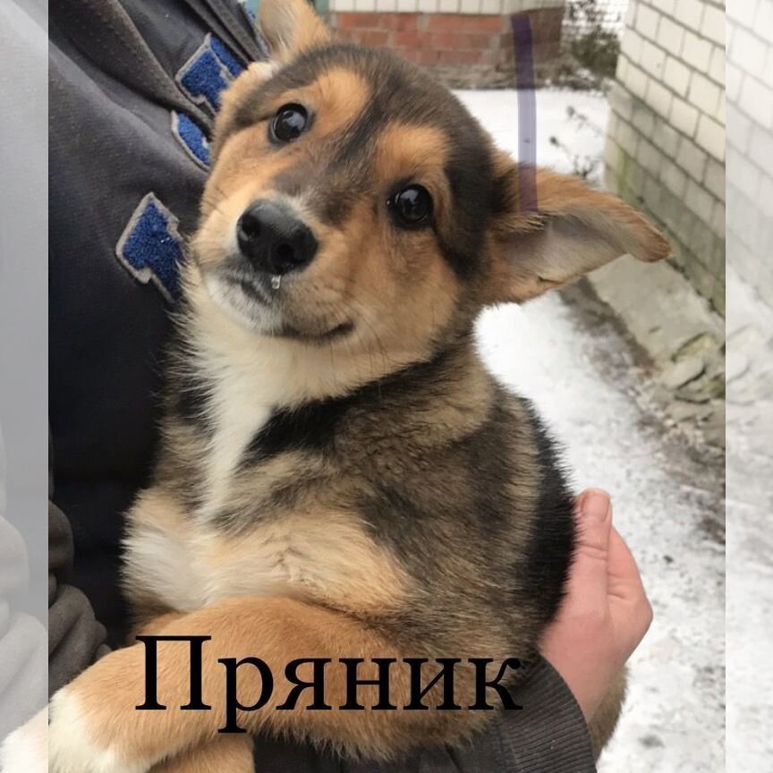 Мальчики и девочки полукровки
