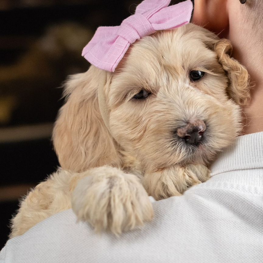 Лабрадудль, щенок