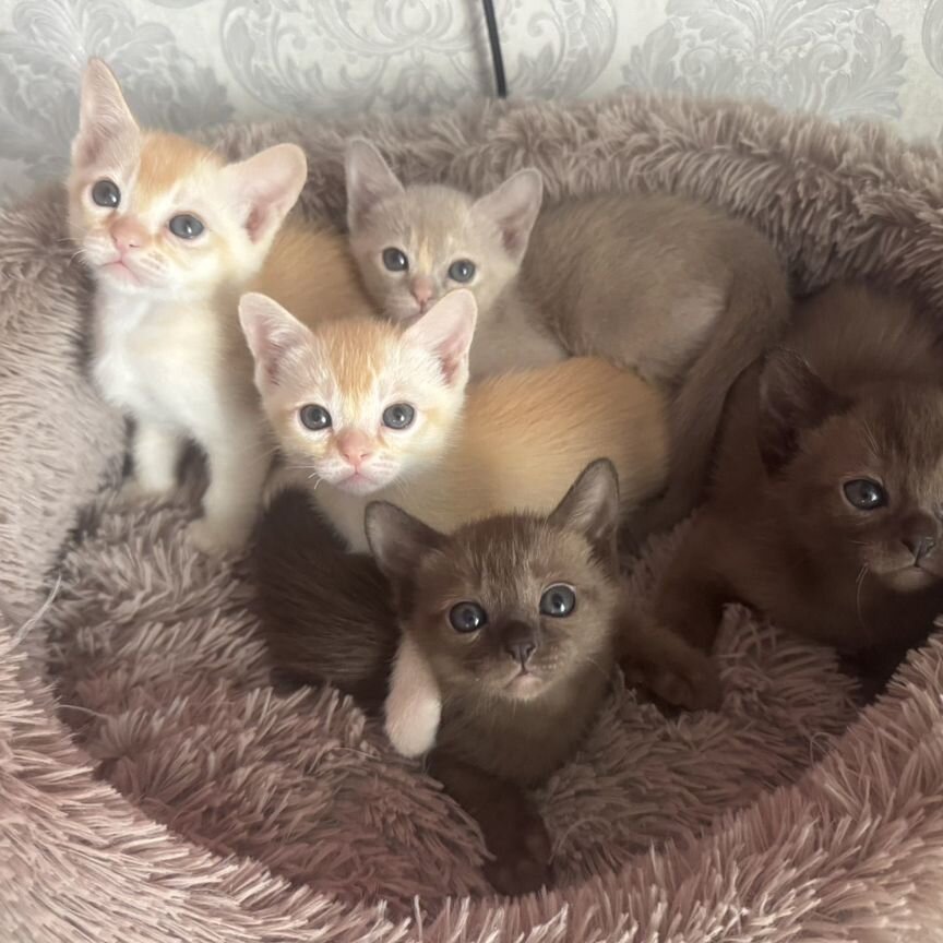Бурманские котята