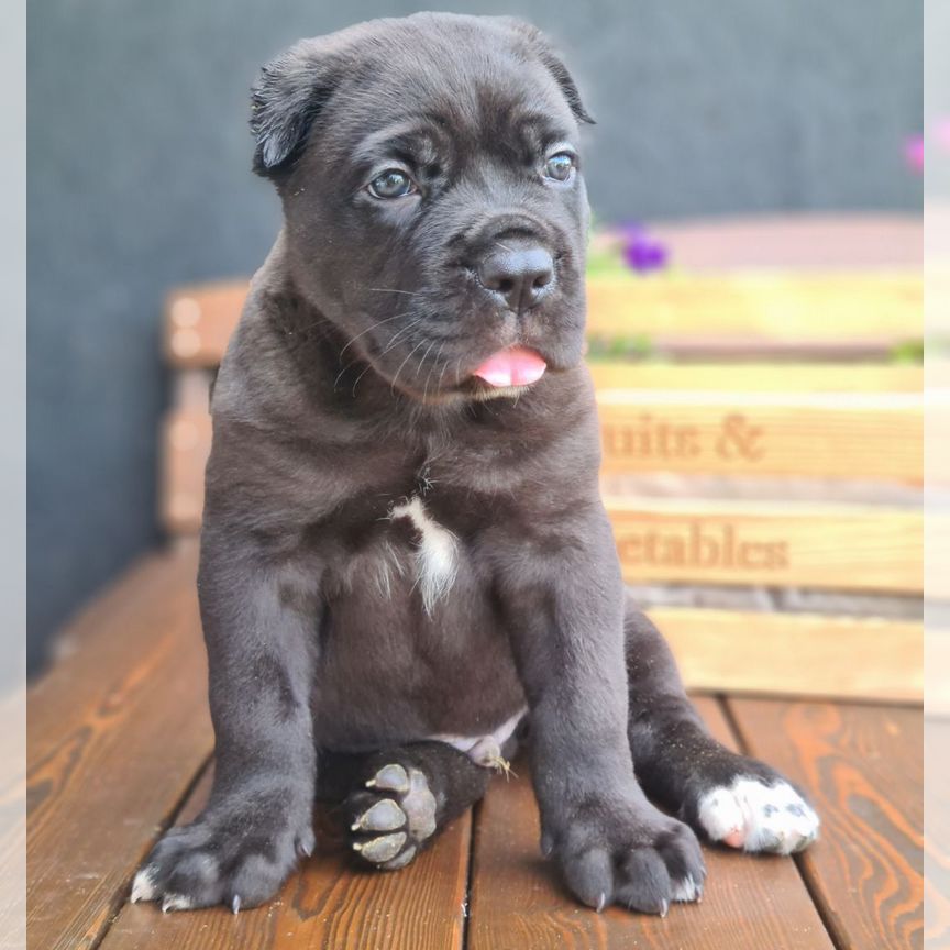 Детки Кане Корсо РКФ