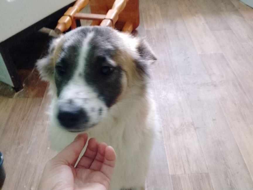 Собака в добрые руки