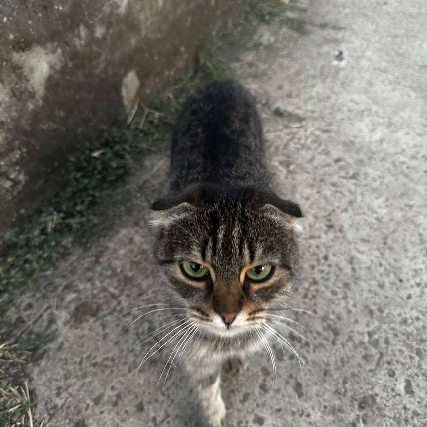 Кошка вислоухова