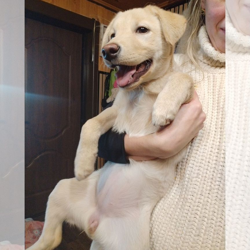 Лабрадор-ретривер, щенок