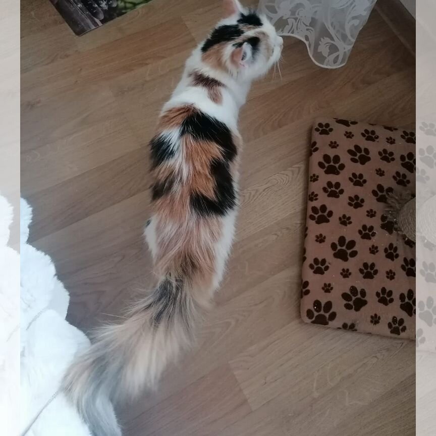 Молодая трехцветная кошка