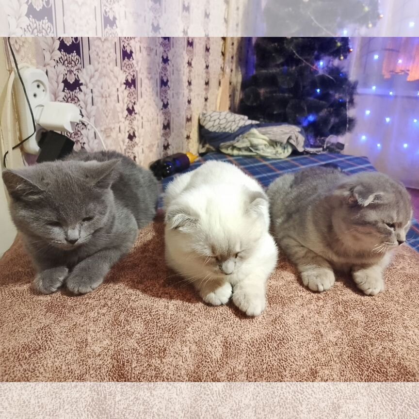 Шотландский вислоухий короткошёрстный котёнок