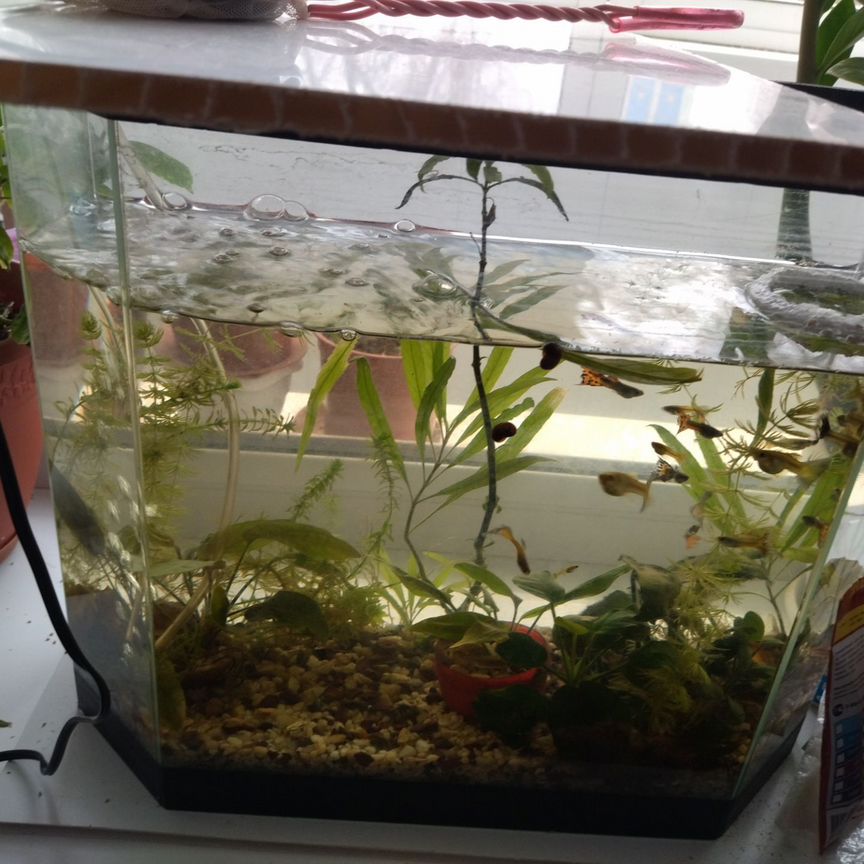 Аквариум с рыбками