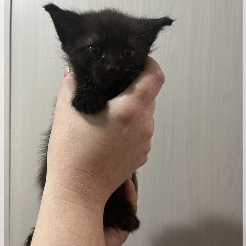 Котенок (девочка)