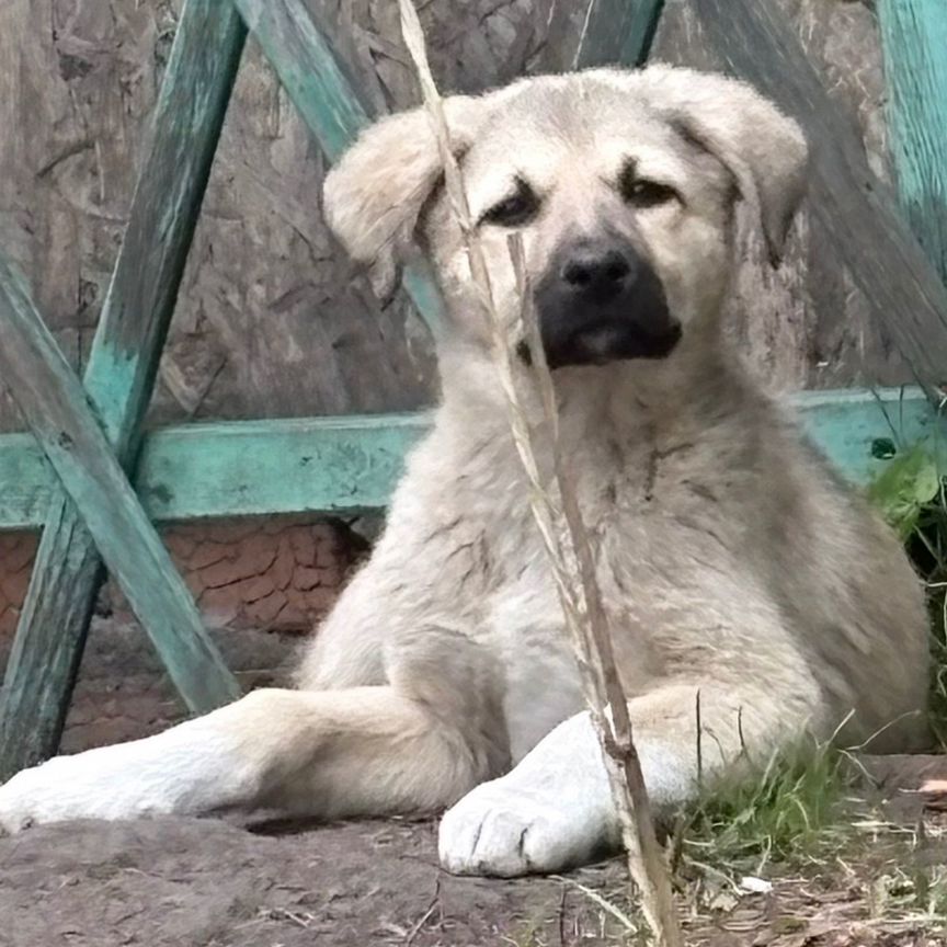 Щенок в добрые руки