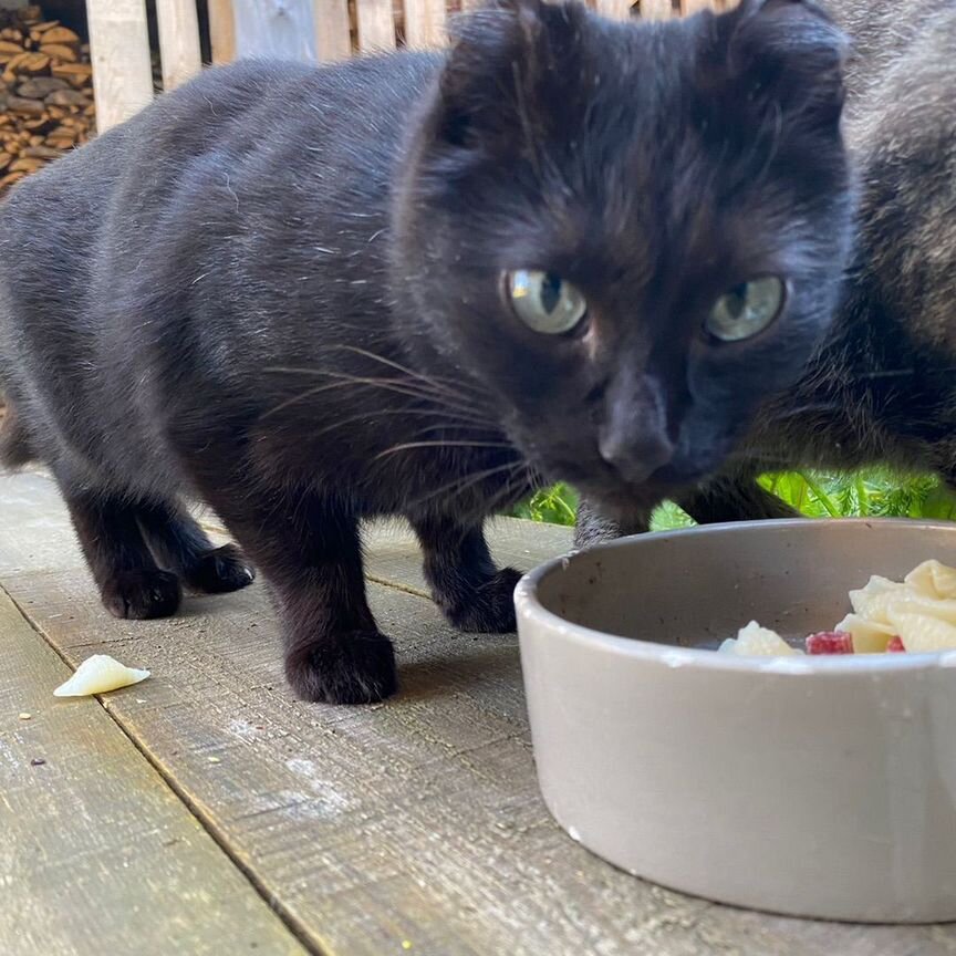 Буся - девочка ищет новый дом