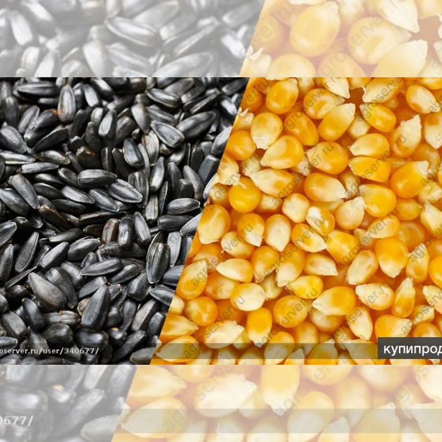 Купим подсолнечник и кукурузу мокрую