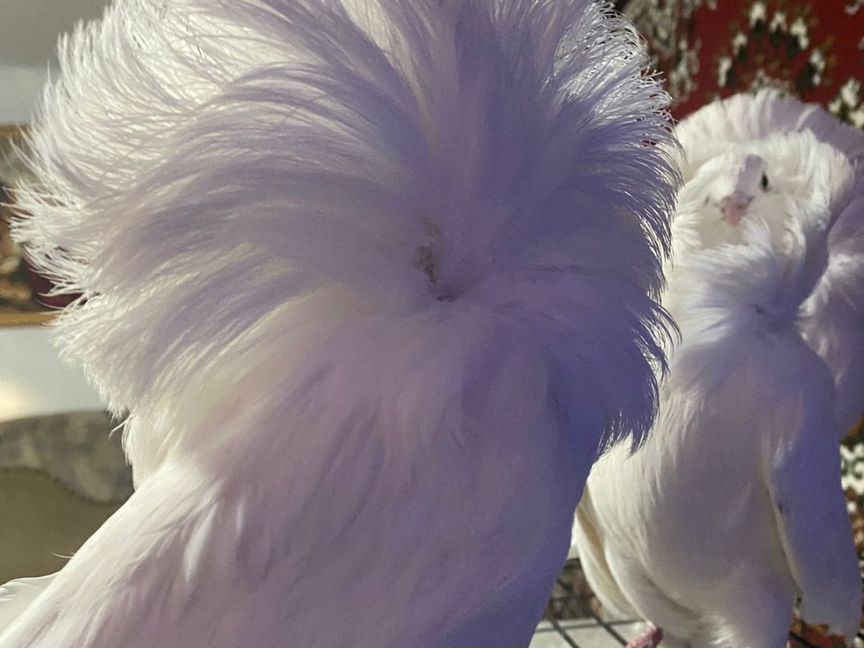 Голуби якобины