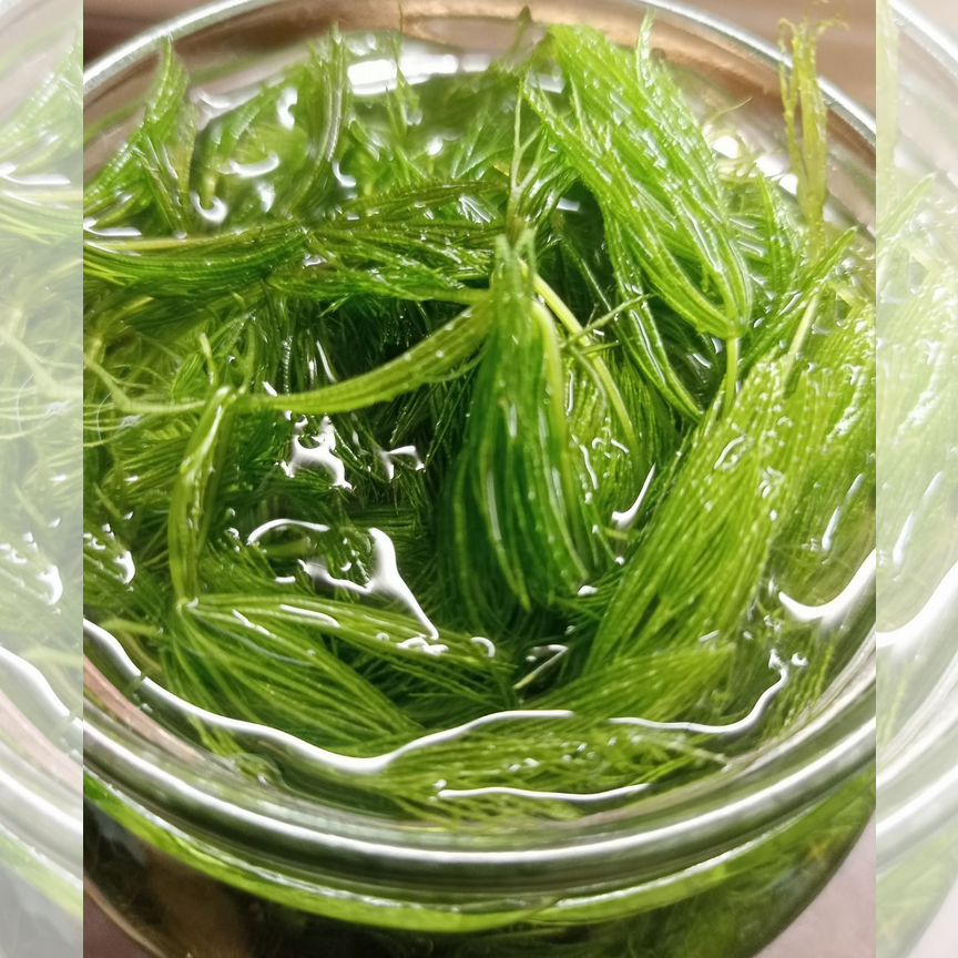 Растение в аквариумное