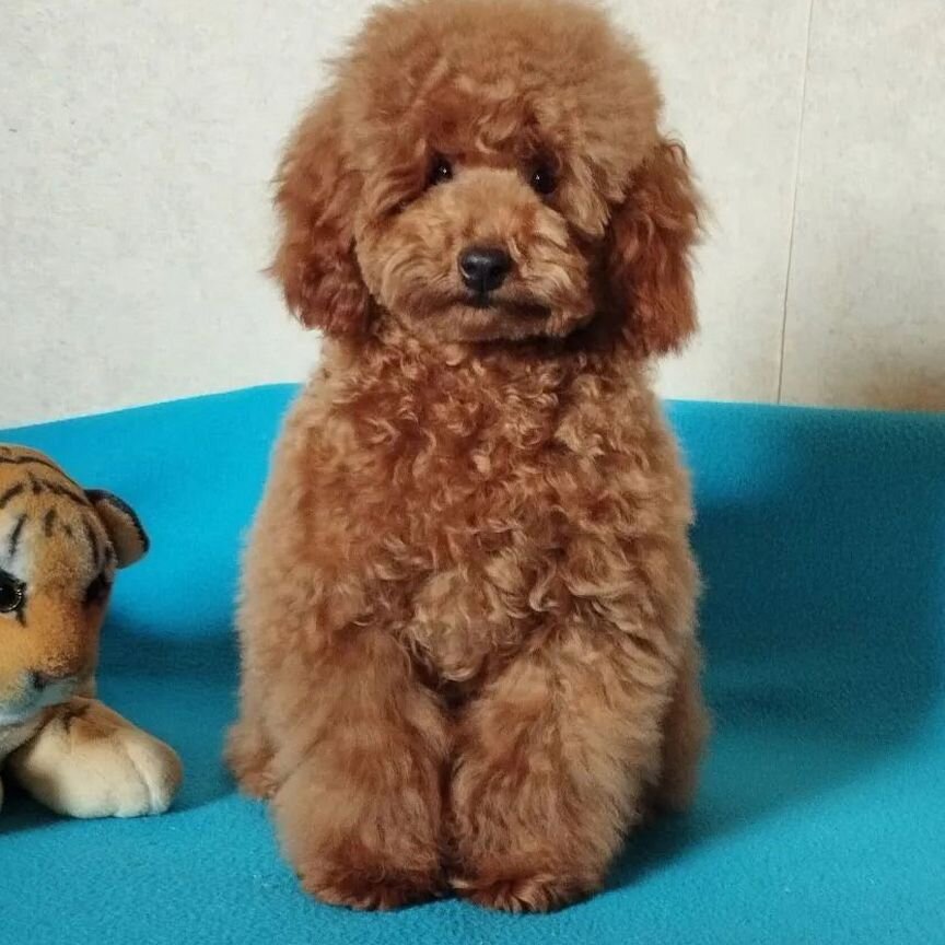 Той-пудель, щенок