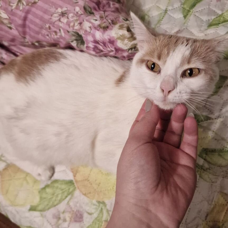 Кошка Китти 4г стерилизована