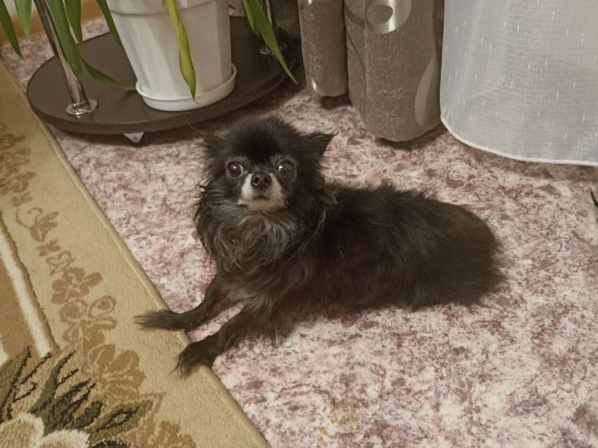 Продаю собаку чихуахуа