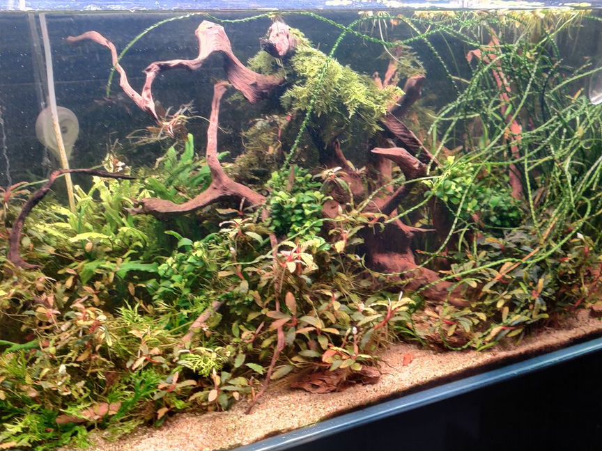Буцифаландры/Анубиас нано