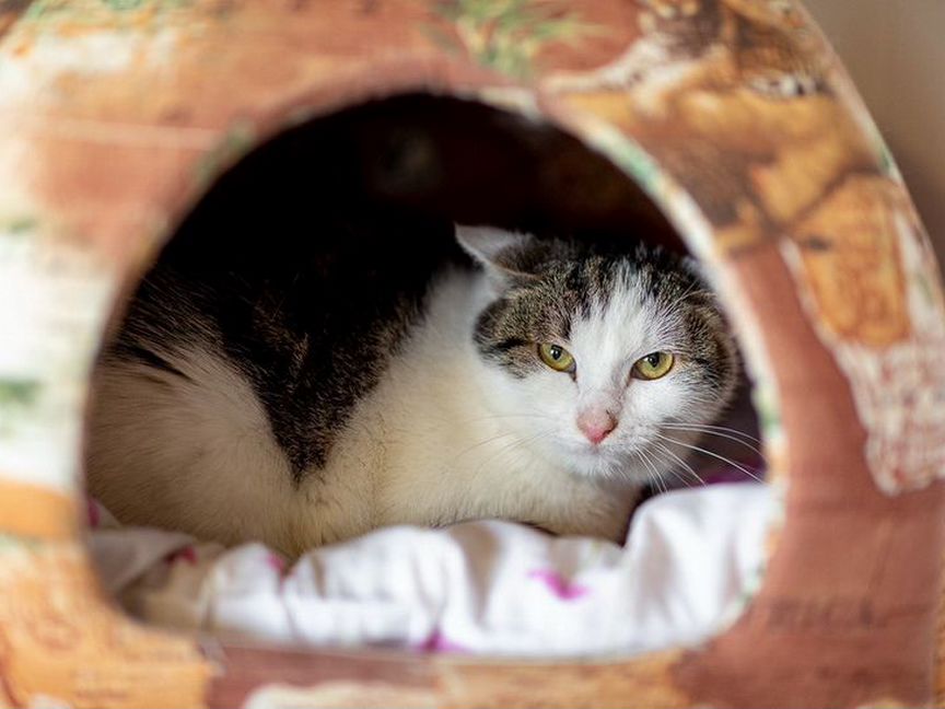 Воспитанная кошка из приюта Бьянка в добрые руки