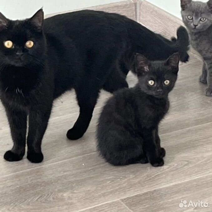 Котята шотландцы