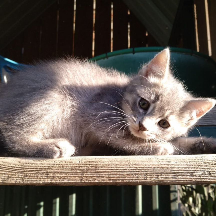 Котенок в добрые руки
