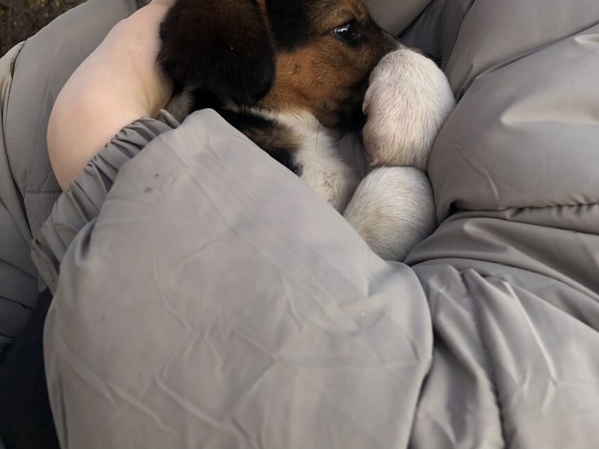 Отдаю щенят в добрые руки