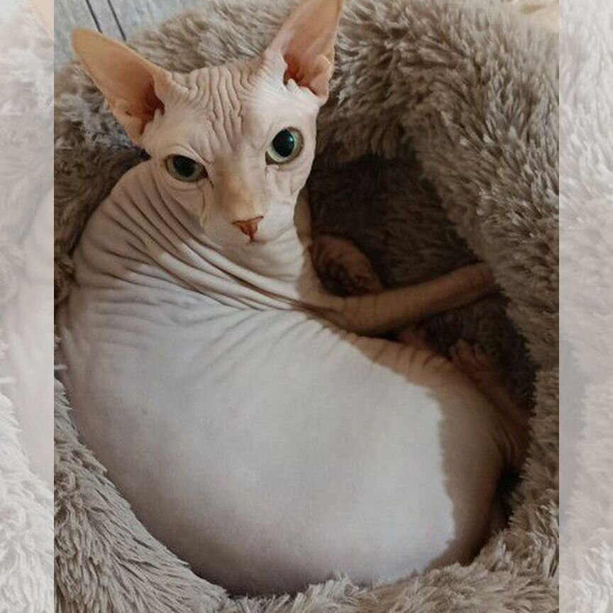 Канадский сфинкс кошка
