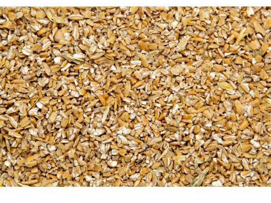 Пшеница ячмень