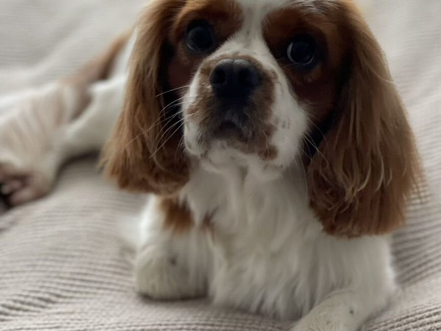 Кавалер вязка