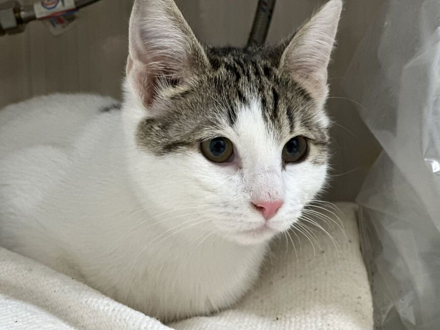 Кошечка в добрые руки