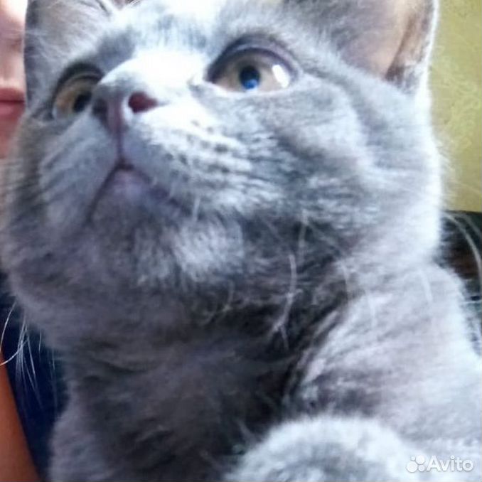 Мальчик Грей - метис породы русская голубая, в дар