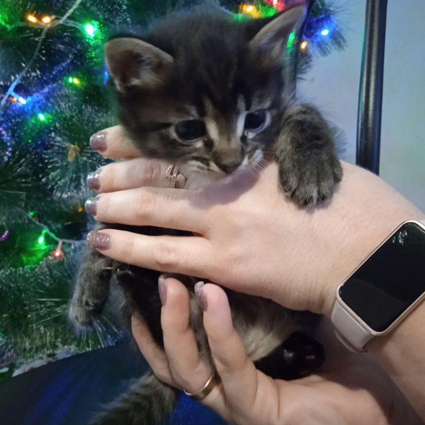 Котята в добрые руки бесплатно