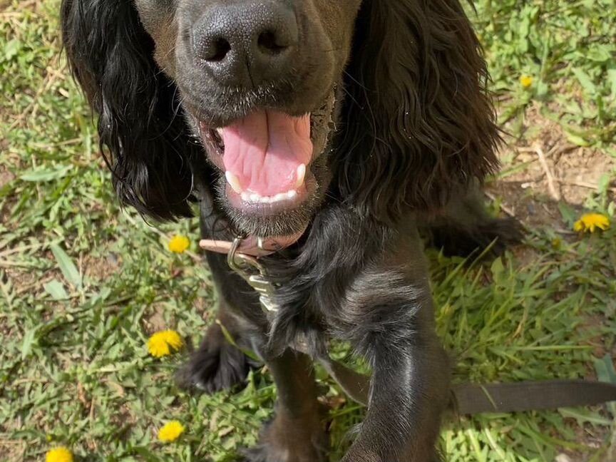 Продаю русского спаниеля