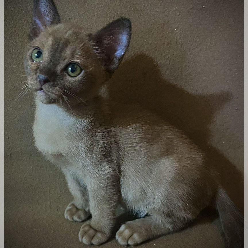 Европейский бурманский котёнок