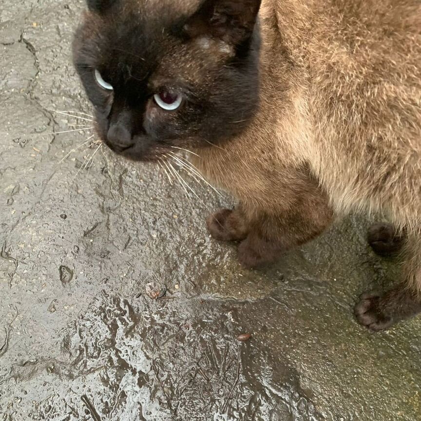 Котик в беде