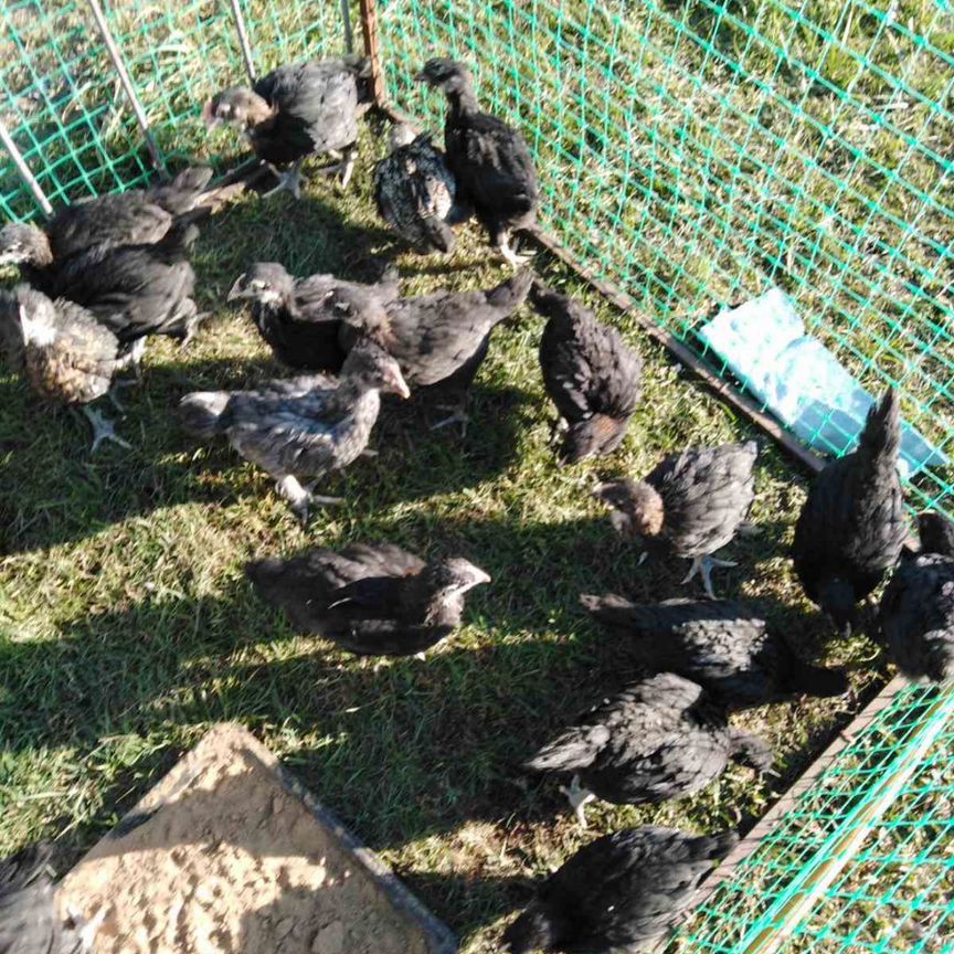 Цыплята маран