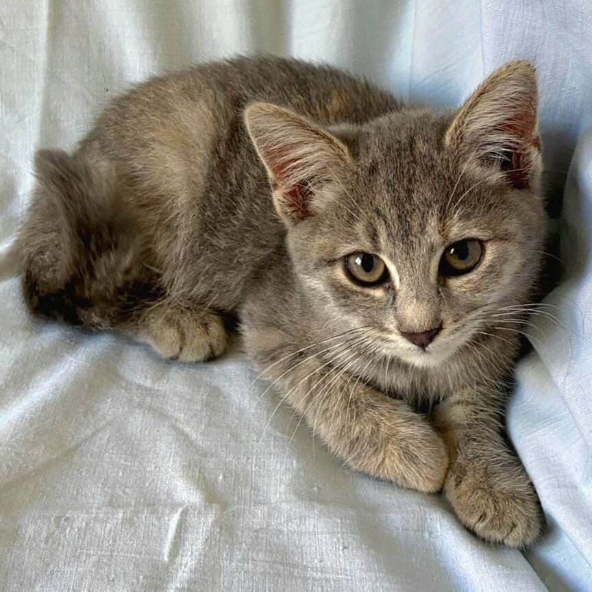 Суперласковый котенок в дар