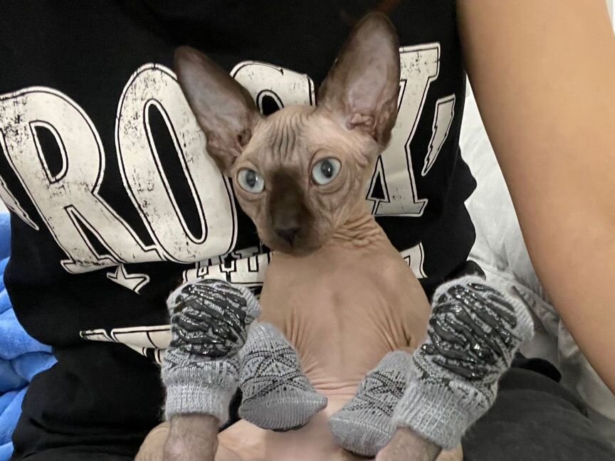 Носки для собак и кошек