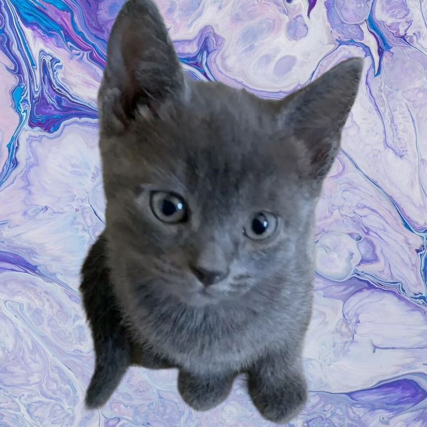 Британский короткошёрстный котёнок