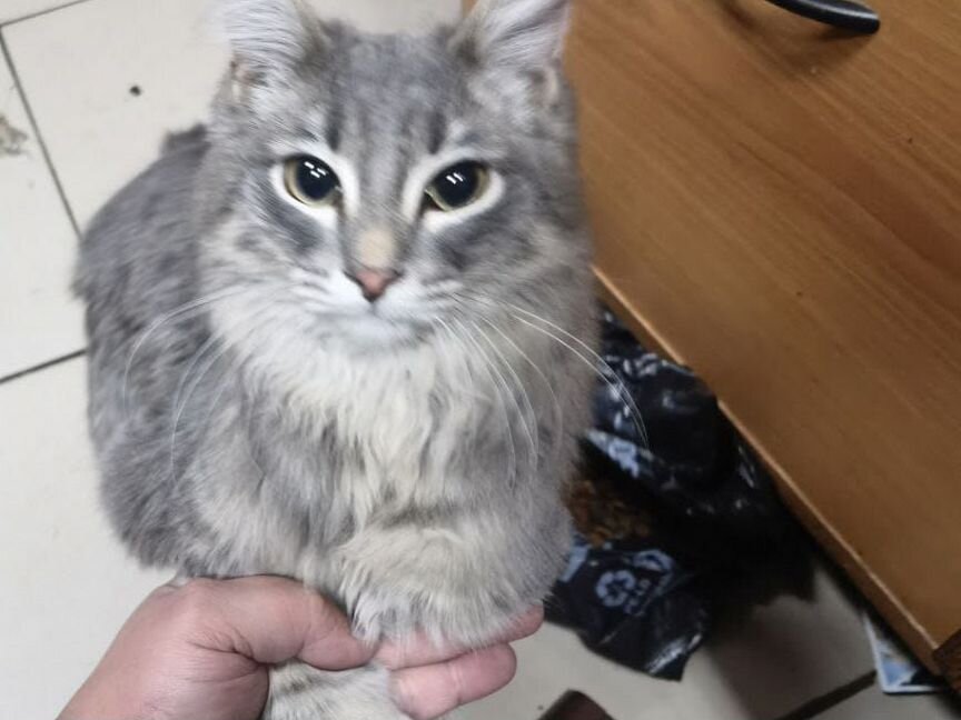 Порода сибирская кошка