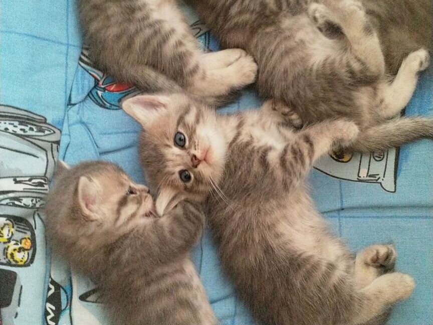 Отдам в ооочень надёжные руки котят