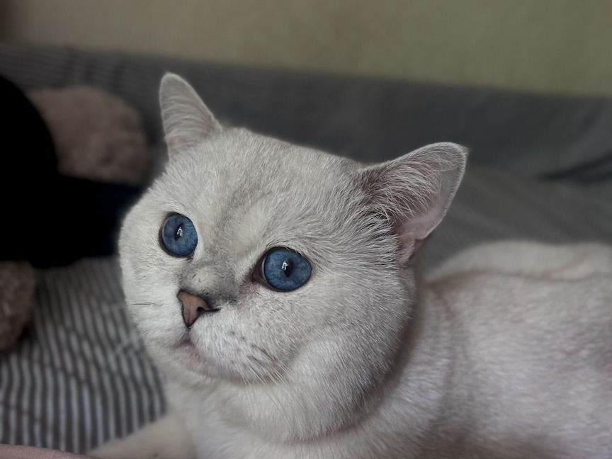 Кот шотландец на вязку