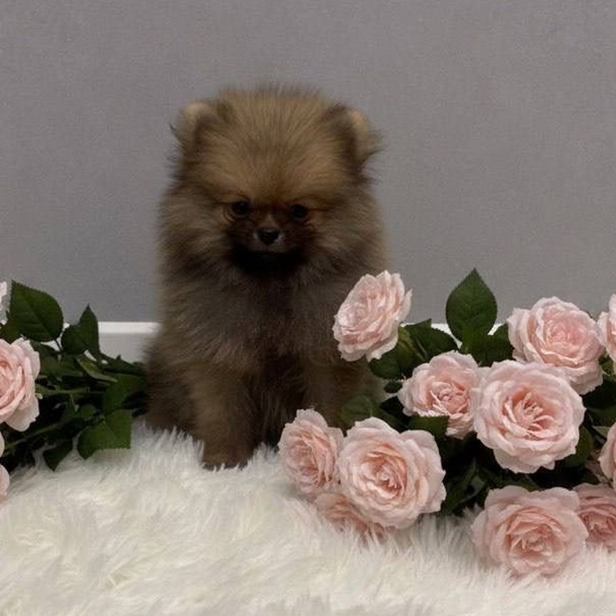 Померанский шпиц, щенок