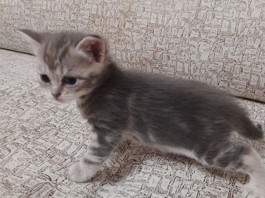 Шотландские котята