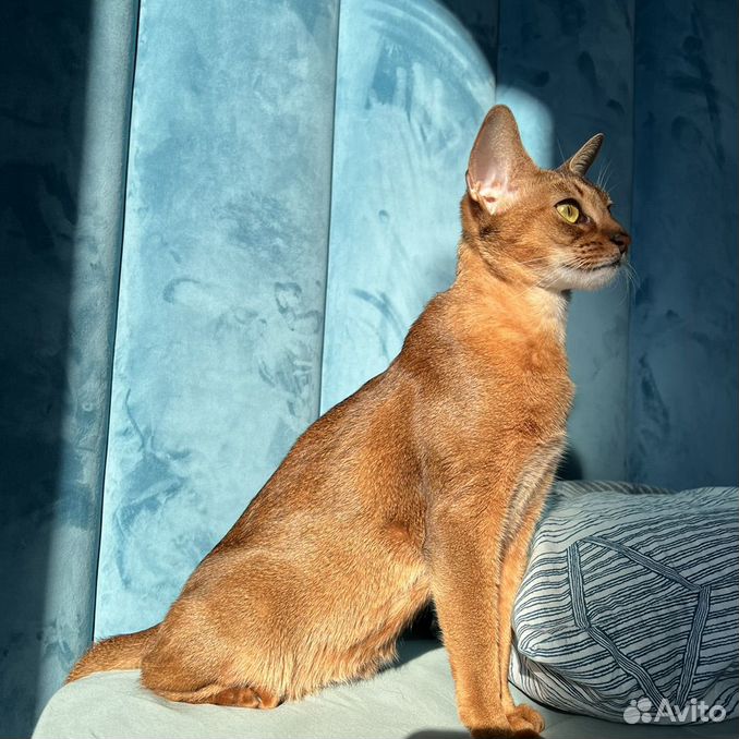 Абиссинская кошка 2 года