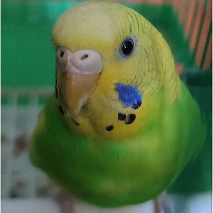 Волнистый попугай