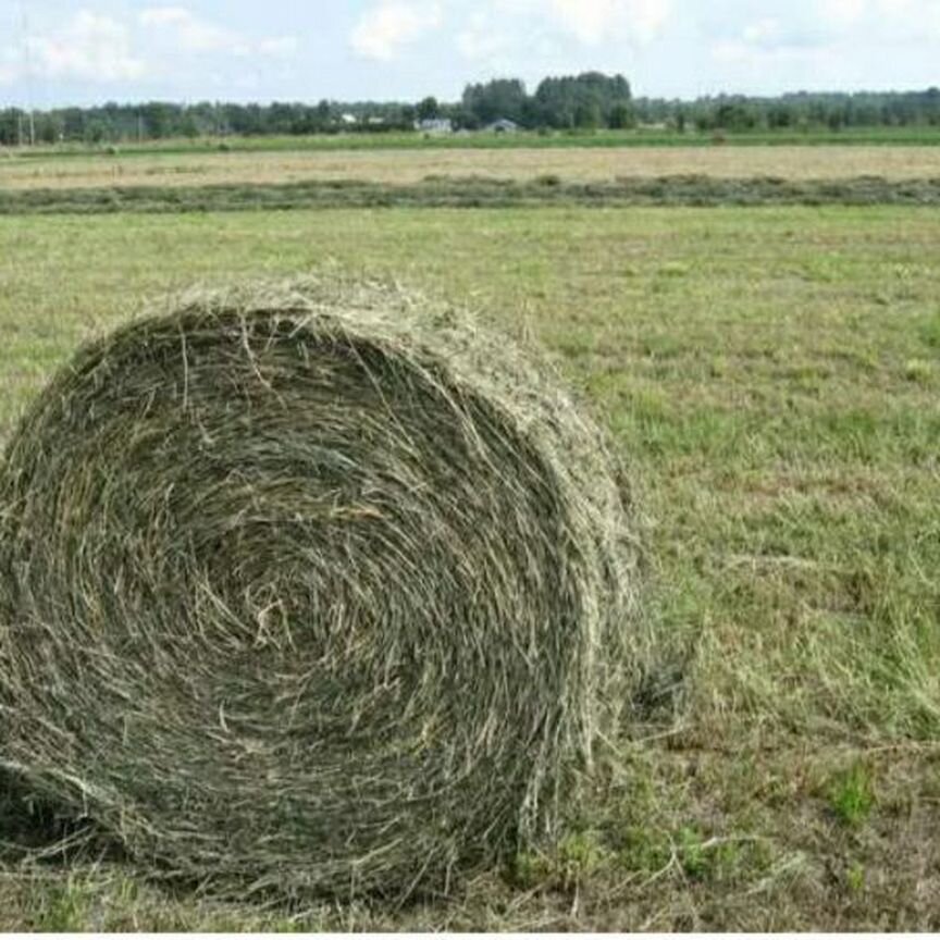 Солома ржаная